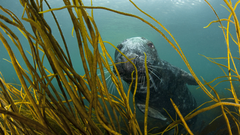 Kelp beds and forests | The Wildlife Trusts