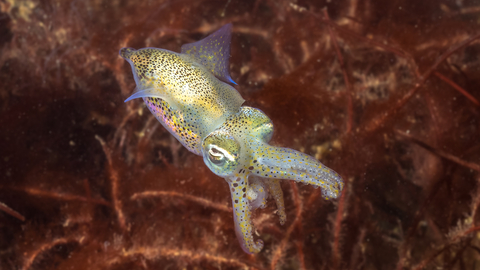 Little cuttlefish | The Wildlife Trusts