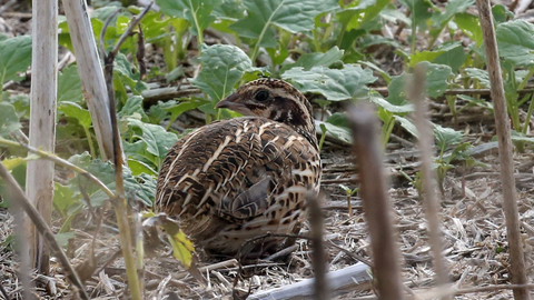 Quail | The Wildlife Trusts