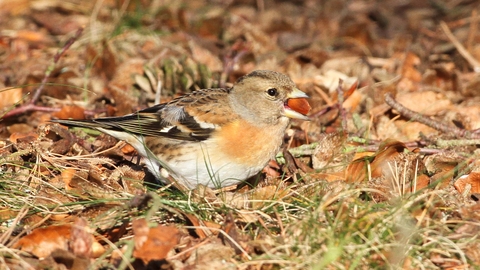 Brambling | The Wildlife Trusts