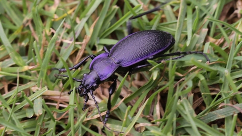 Purple Beetle Insect