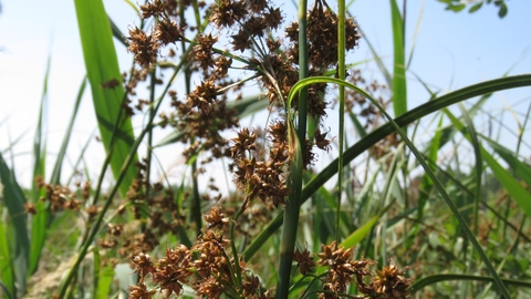 Great fen-sedge | The Wildlife Trusts