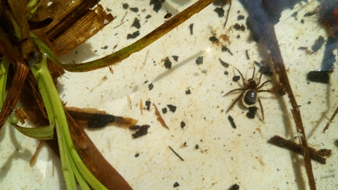 Water spider | The Wildlife Trusts