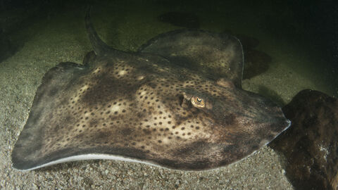 Blonde ray | The Wildlife Trusts