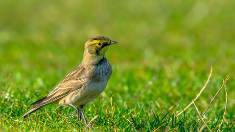 Shore lark | The Wildlife Trusts