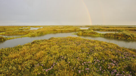 Saltmarsh and mudflats | The Wildlife Trusts