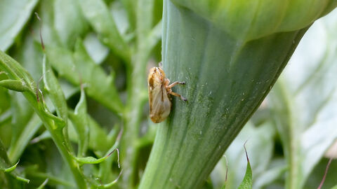 Common froghopper | The Wildlife Trusts
