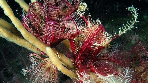 Rosy feather star | The Wildlife Trusts