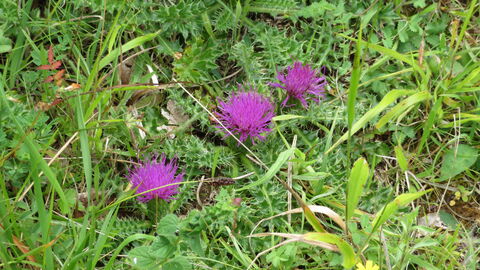 Dwarf thistle | The Wildlife Trusts