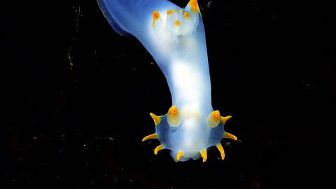Yellow edged polycera | The Wildlife Trusts