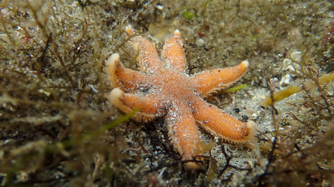 Seven armed starfish | The Wildlife Trusts