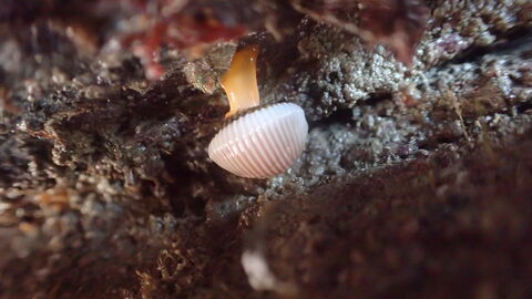 Arctic cowrie | The Wildlife Trusts