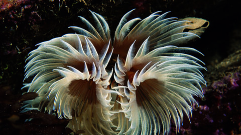 Twin fan worm | The Wildlife Trusts