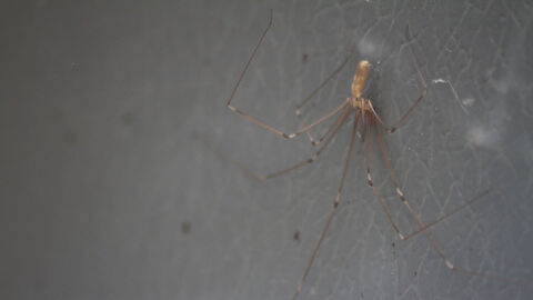 Cellar spider | The Wildlife Trusts