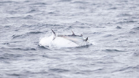 Atlantic Bluefin Tuna | The Wildlife Trusts