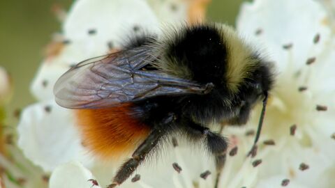 Bilberry bumblebee | The Wildlife Trusts