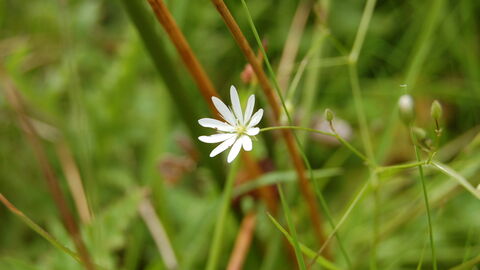 Lesser stitchwort | The Wildlife Trusts