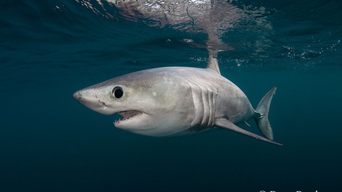 Porbeagle shark | The Wildlife Trusts