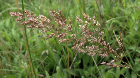 Creeping Bentgrass Identification