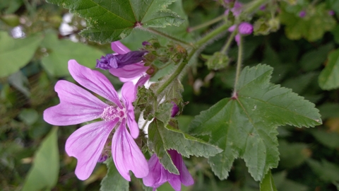 Common mallow | The Wildlife Trusts