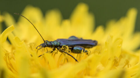 Swollen-thighed beetle | The Wildlife Trusts
