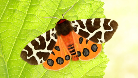 Garden tiger moth | The Wildlife Trusts