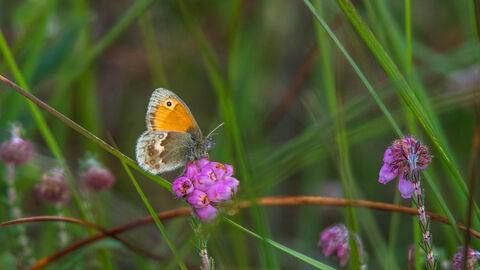 Large heath | The Wildlife Trusts