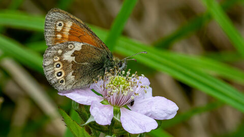 Large heath | The Wildlife Trusts