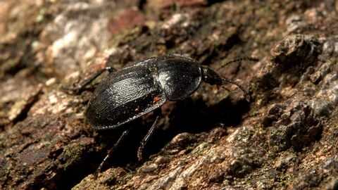 Black snail beetle | The Wildlife Trusts