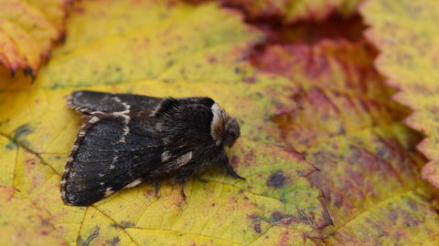 December moth | The Wildlife Trusts