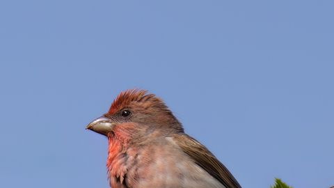 Common rosefinch | The Wildlife Trusts