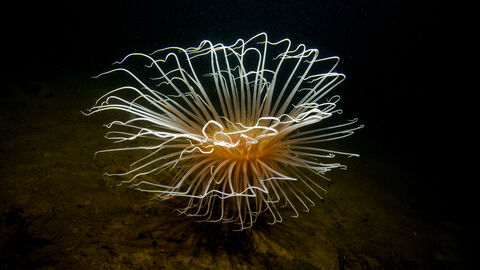 Fireworks anemone | The Wildlife Trusts
