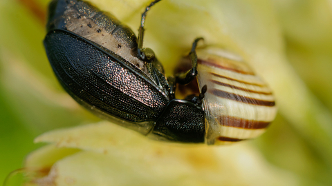 Black snail beetle | The Wildlife Trusts