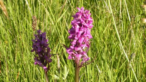 Southern marsh orchid | The Wildlife Trusts