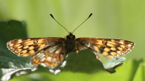 Duke of Burgundy | The Wildlife Trusts