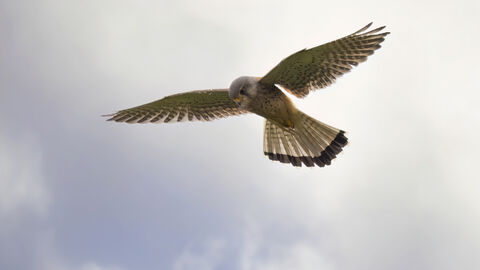 Kestrel | The Wildlife Trusts