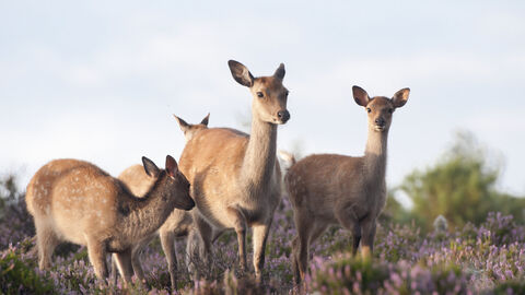 Sika deer | The Wildlife Trusts