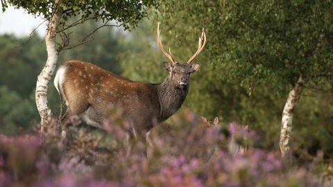 Sika deer | The Wildlife Trusts