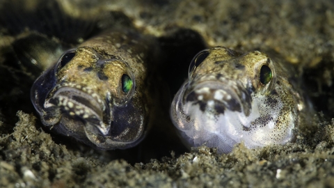Painted goby | The Wildlife Trusts