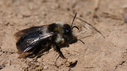 Ashy mining bee | The Wildlife Trusts