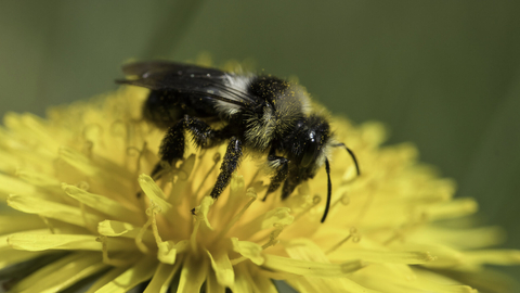 Ashy mining bee | The Wildlife Trusts