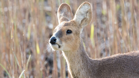 Chinese water deer | The Wildlife Trusts