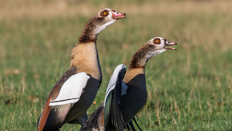 Egyptian goose | The Wildlife Trusts