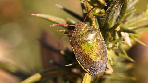 Gorse shieldbug | The Wildlife Trusts
