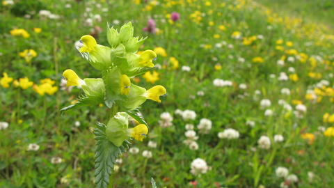 Yellow-rattle | The Wildlife Trusts
