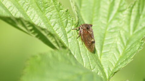 Horned treehopper | The Wildlife Trusts