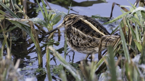 Jack snipe | The Wildlife Trusts
