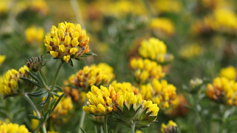 Kidney vetch | The Wildlife Trusts