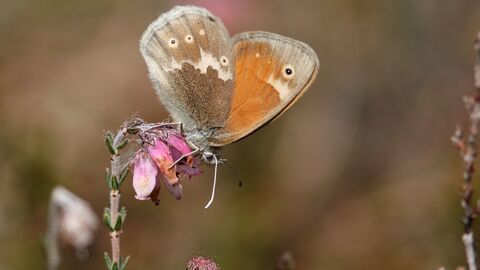 Large heath | The Wildlife Trusts