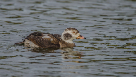 Long-tailed duck | The Wildlife Trusts
